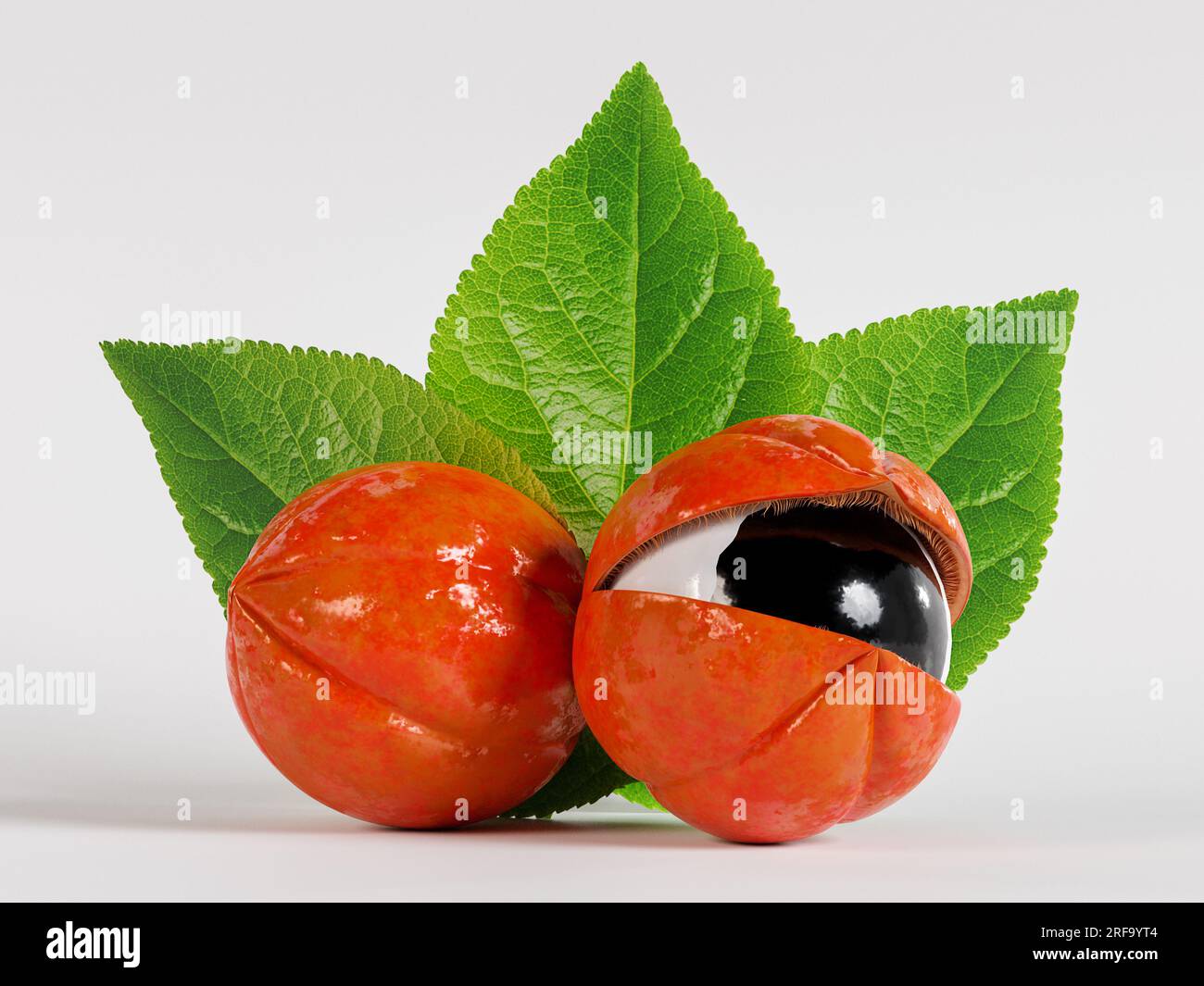 Guarana fruit from the Amazon with apparent seed and leaves Stock Photo ...