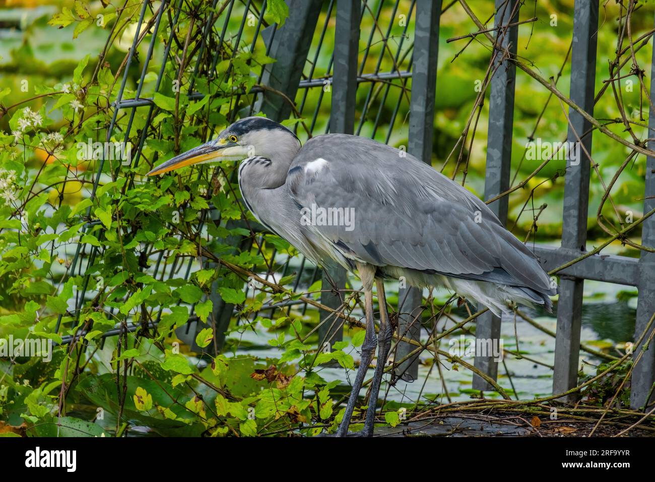 The eastern great egret, a white heron in the genus Ardea, fishing at ...