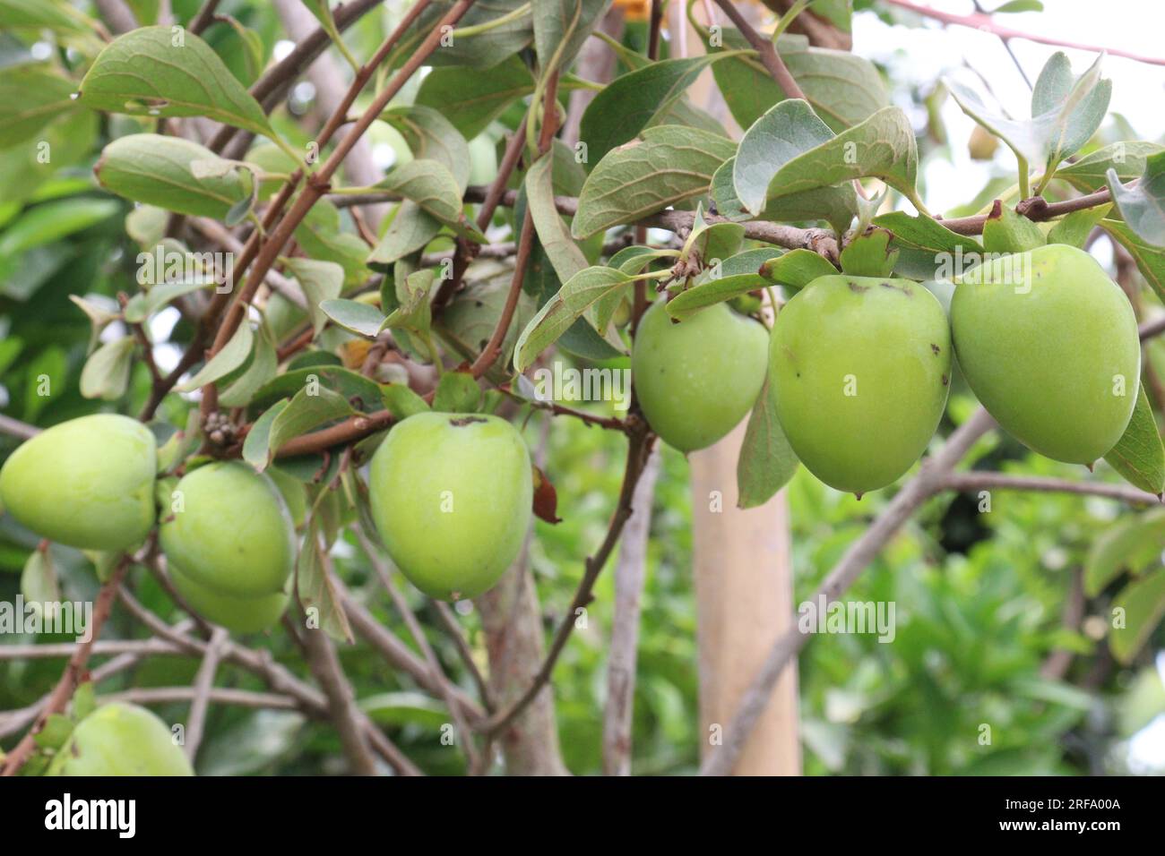 Persimmon tree field hi-res stock photography and images - Alamy