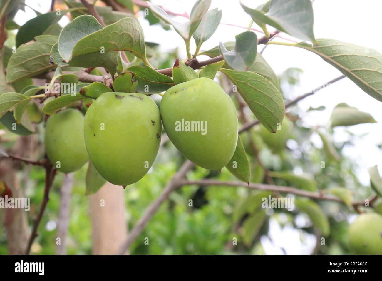 raw persimmon on tree in farm for harvest are cash crops Stock Photo ...
