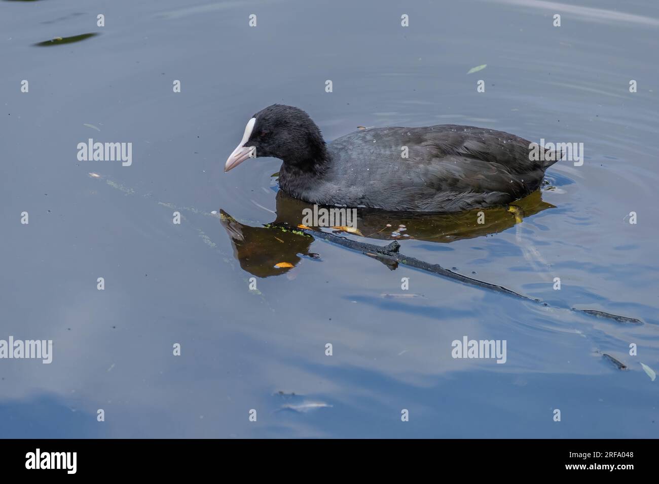 The Eurasian coot, Fulica atra, also known as the common coot, swims on ...