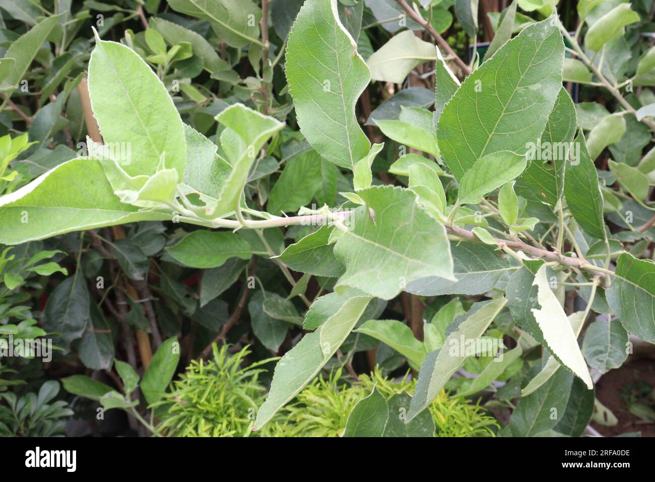 Epicure apple on tree hi-res stock photography and images - Alamy