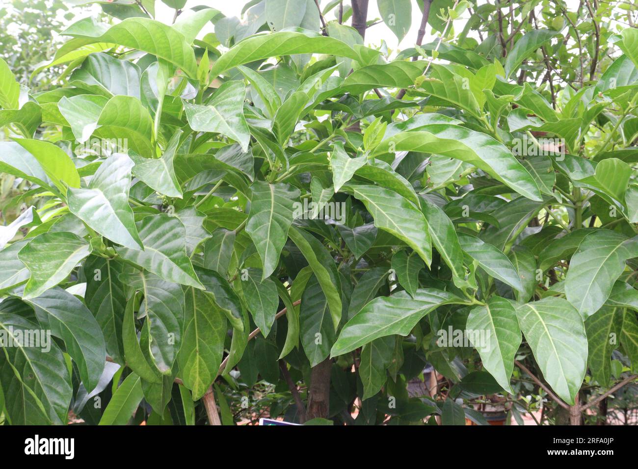 Morinda citrifolia fruit tree plant on farm also called nony plant for ...