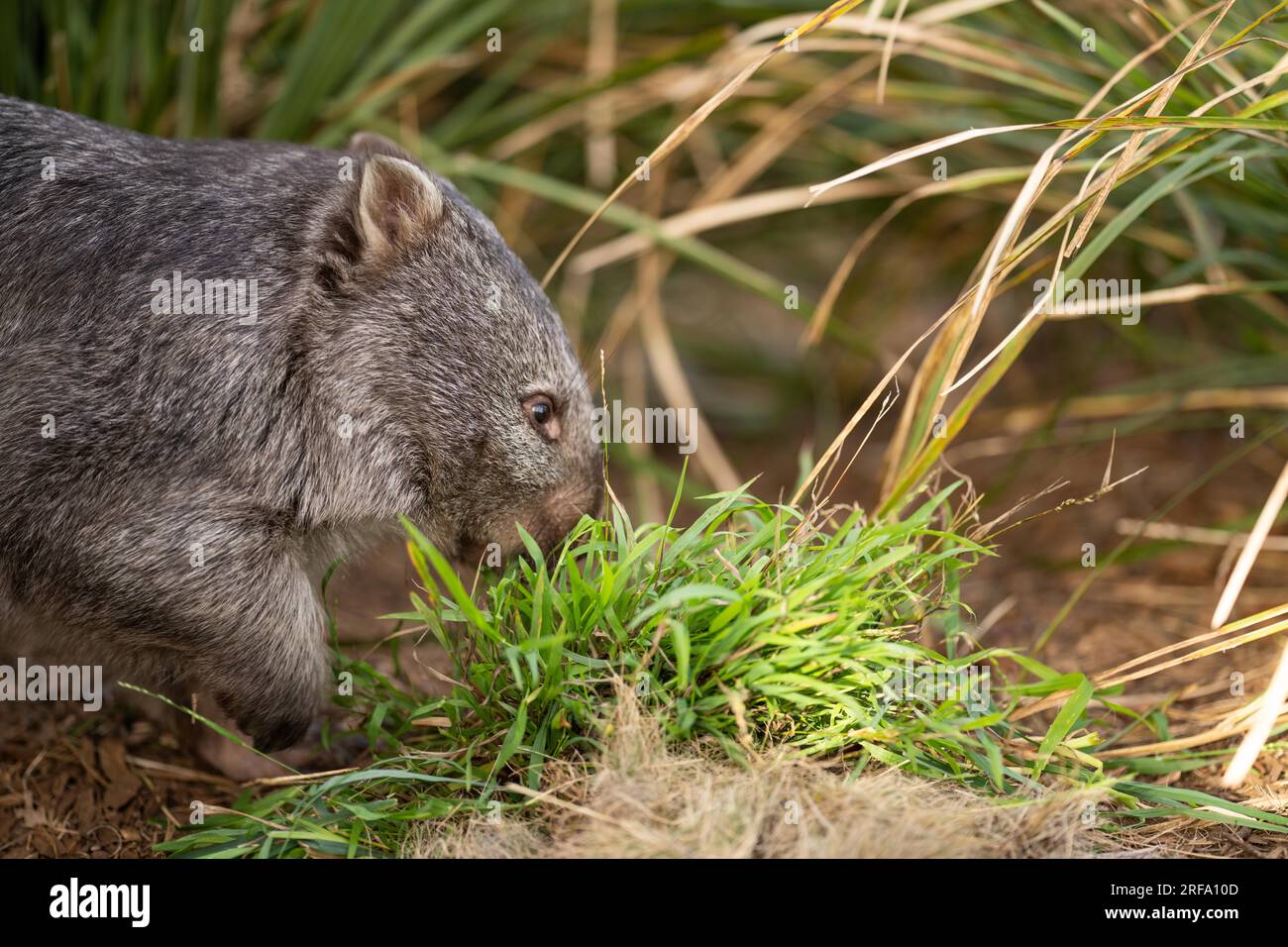 Beautiful wombat in the Australian bush, in a tasmanian park ...