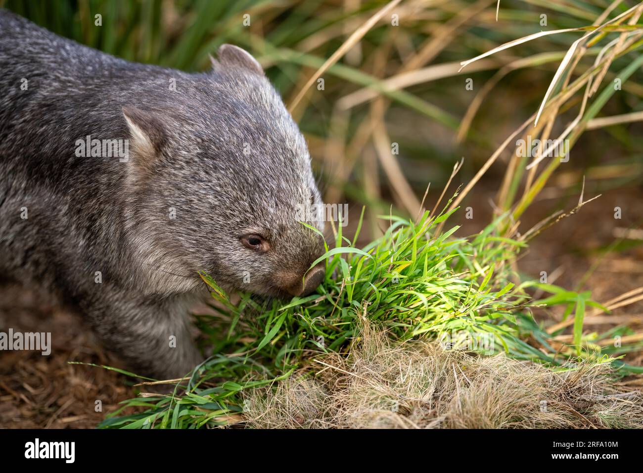 Beautiful wombat in the Australian bush, in a tasmanian park ...