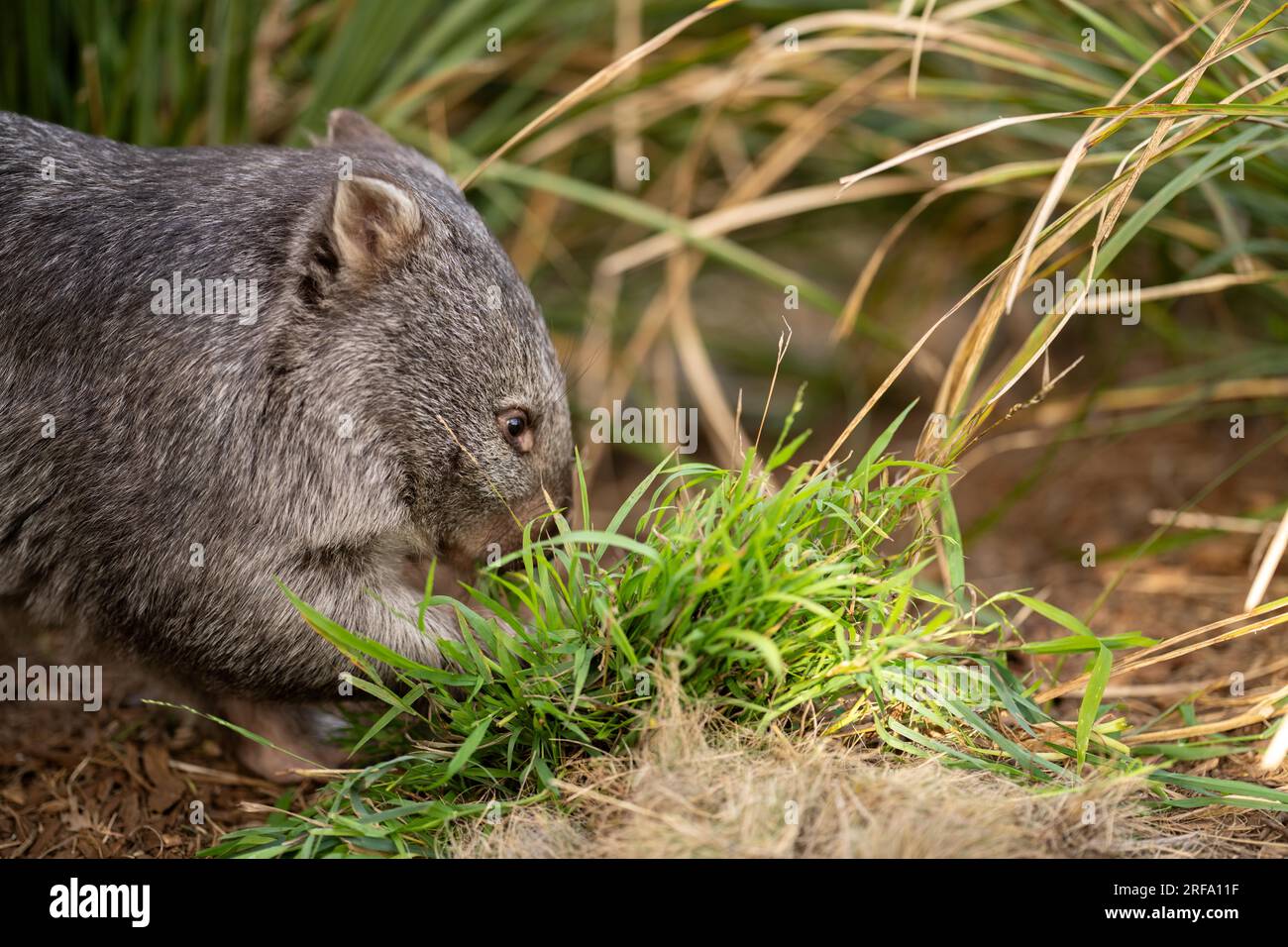 Beautiful wombat in the Australian bush, in a tasmanian park ...
