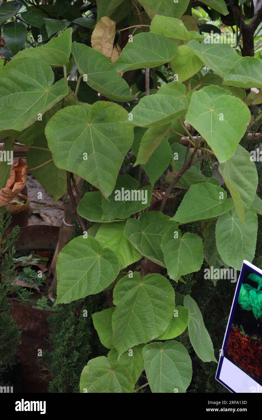 PaulowniaTomentosa flower tree plant on pot in farm for sell is a cash ...