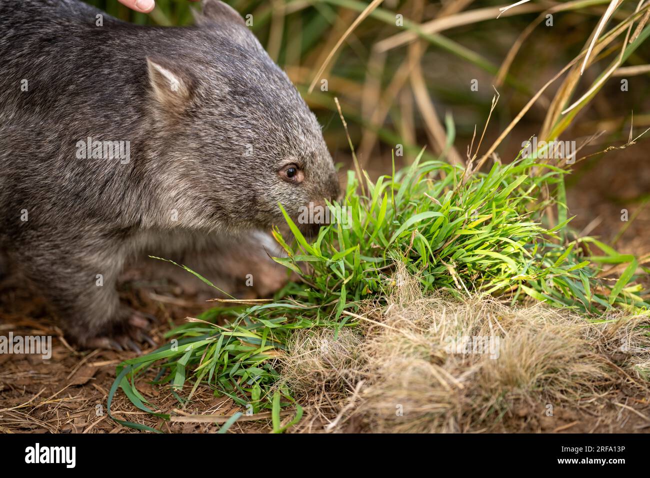 Beautiful wombat in the Australian bush, in a tasmanian park ...