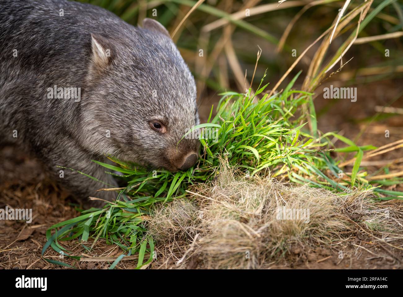 Beautiful wombat in the Australian bush, in a tasmanian park ...