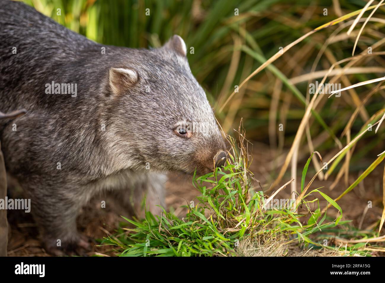 Beautiful wombat in the Australian bush, in a tasmanian park ...