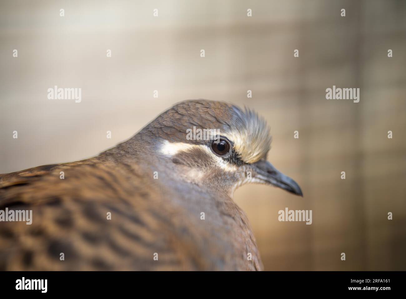 close up bronze wing dove bird in the australian bush in spring Stock ...