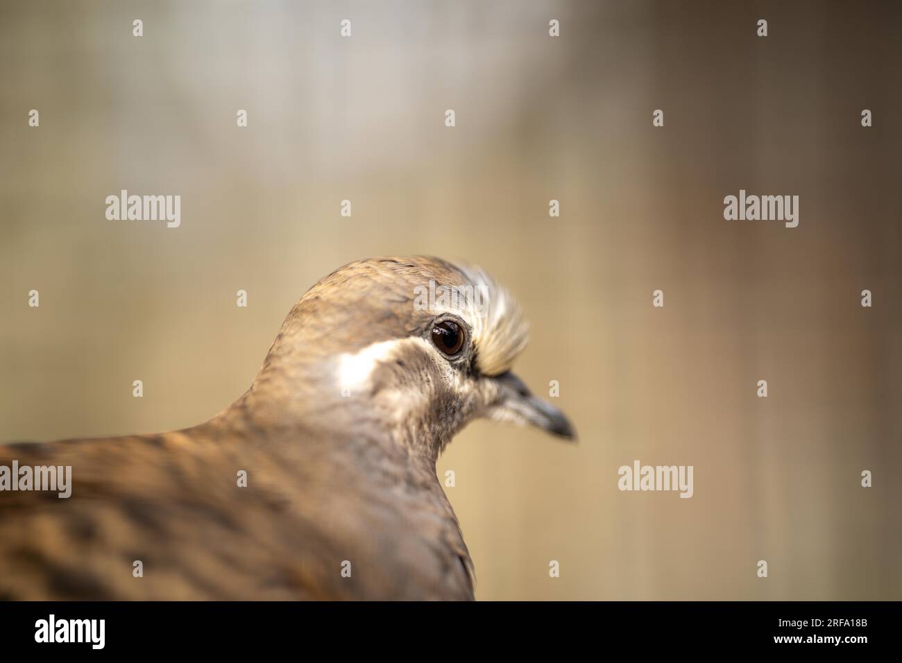 close up bronze wing dove bird in the australian bush in spring Stock ...