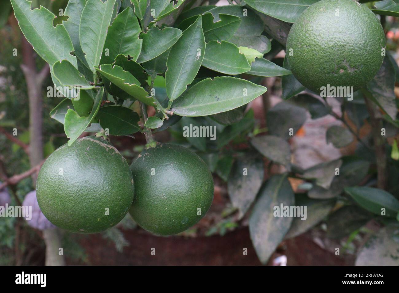 tasty and healthy citrus on tree in farm for harvest are cash crops ...