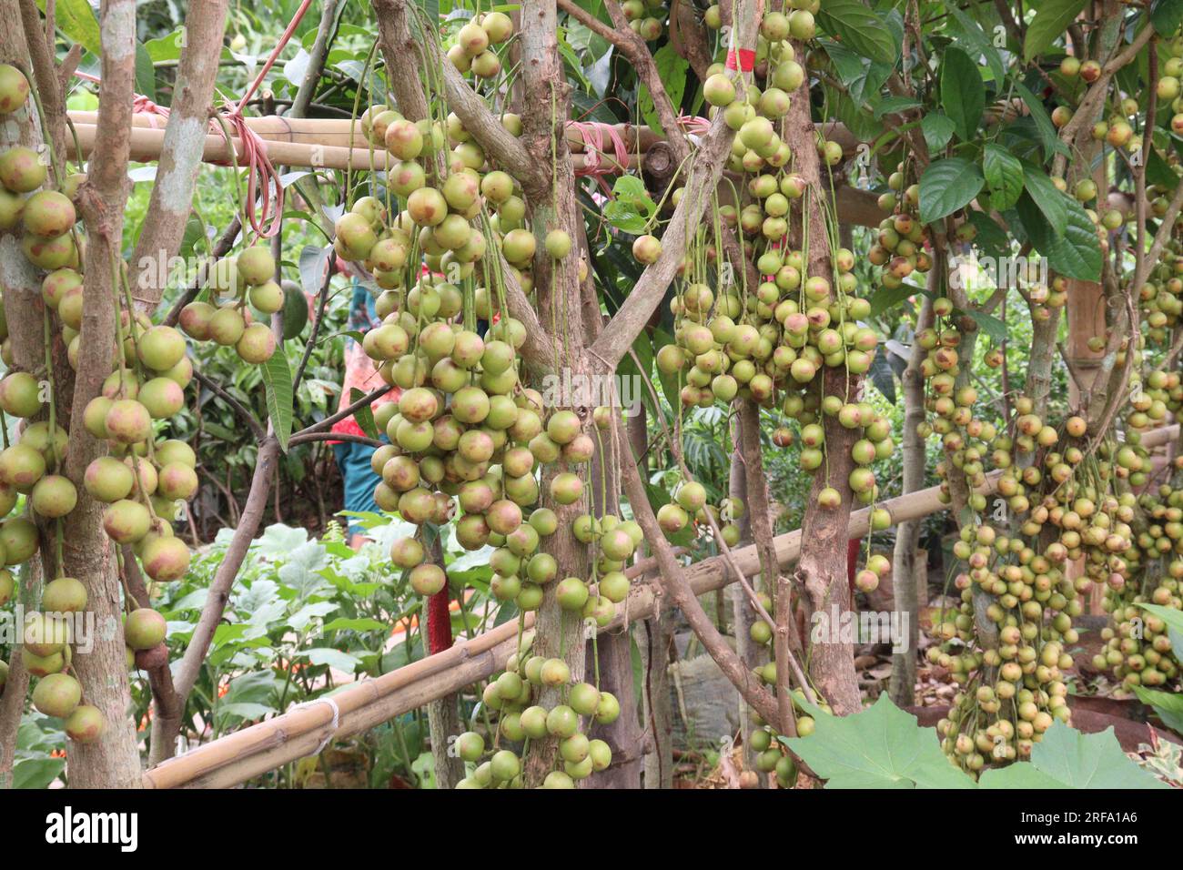 taste and healthy Baccaurea motleyana fruit on tree in farm for harvest ...