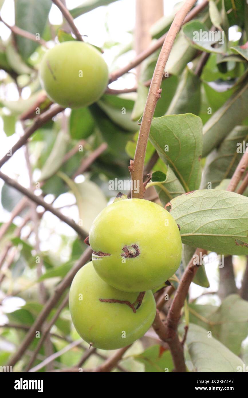 raw persimmon on tree in farm for harvest are cash crops Stock Photo ...