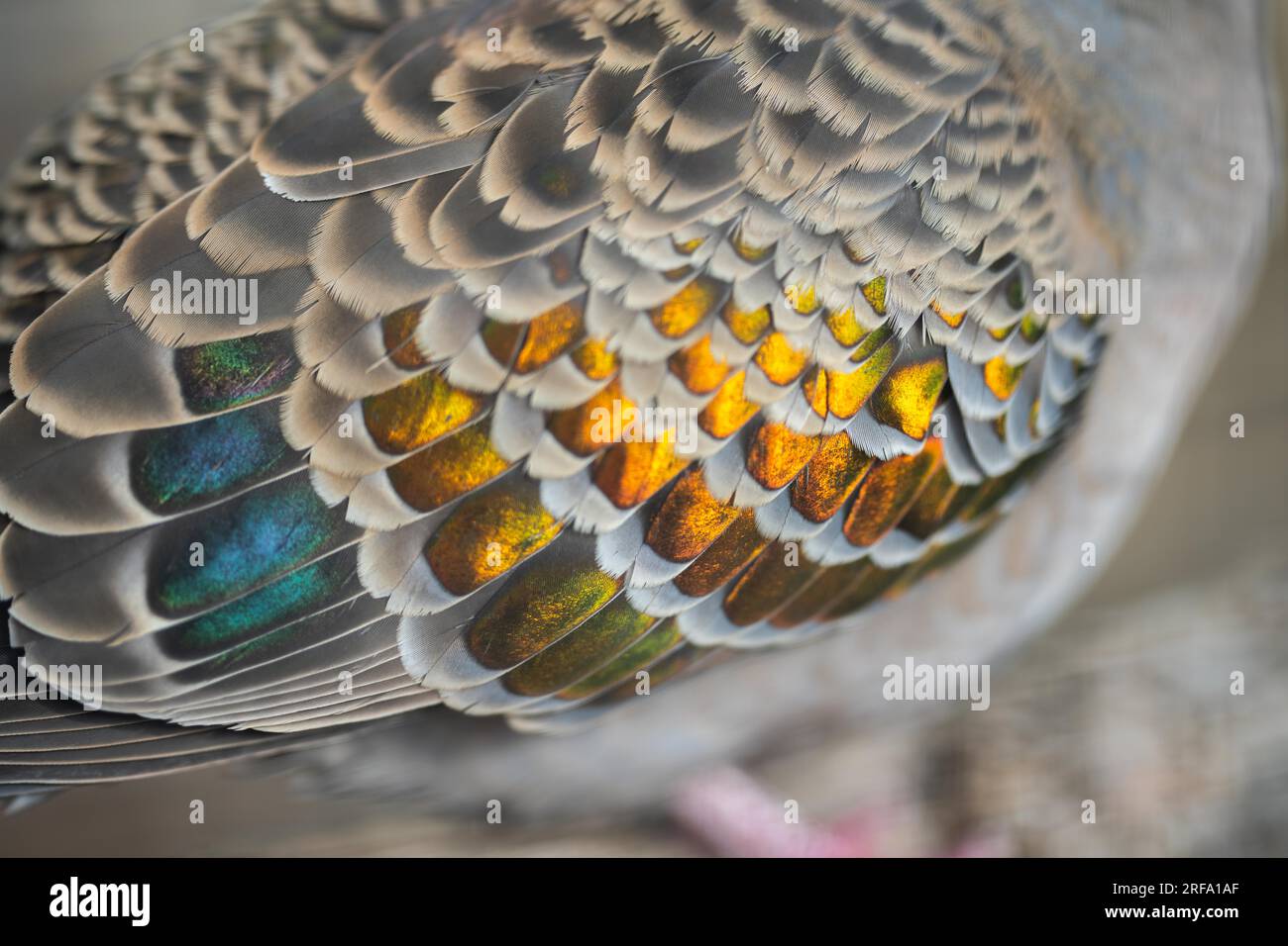 Bronze wing dove hi-res stock photography and images - Alamy