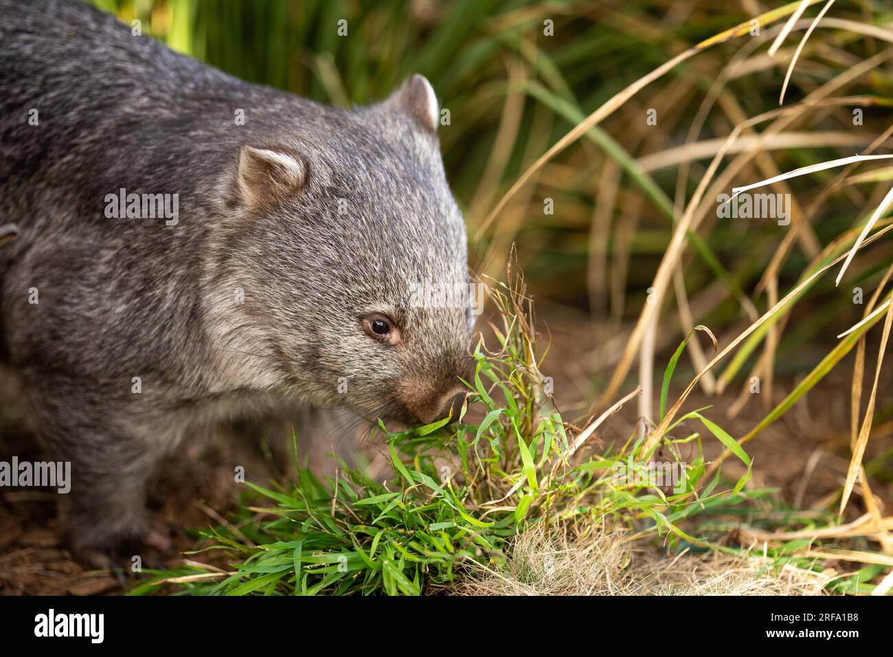 Beautiful wombat in the Australian bush, in a tasmanian park ...