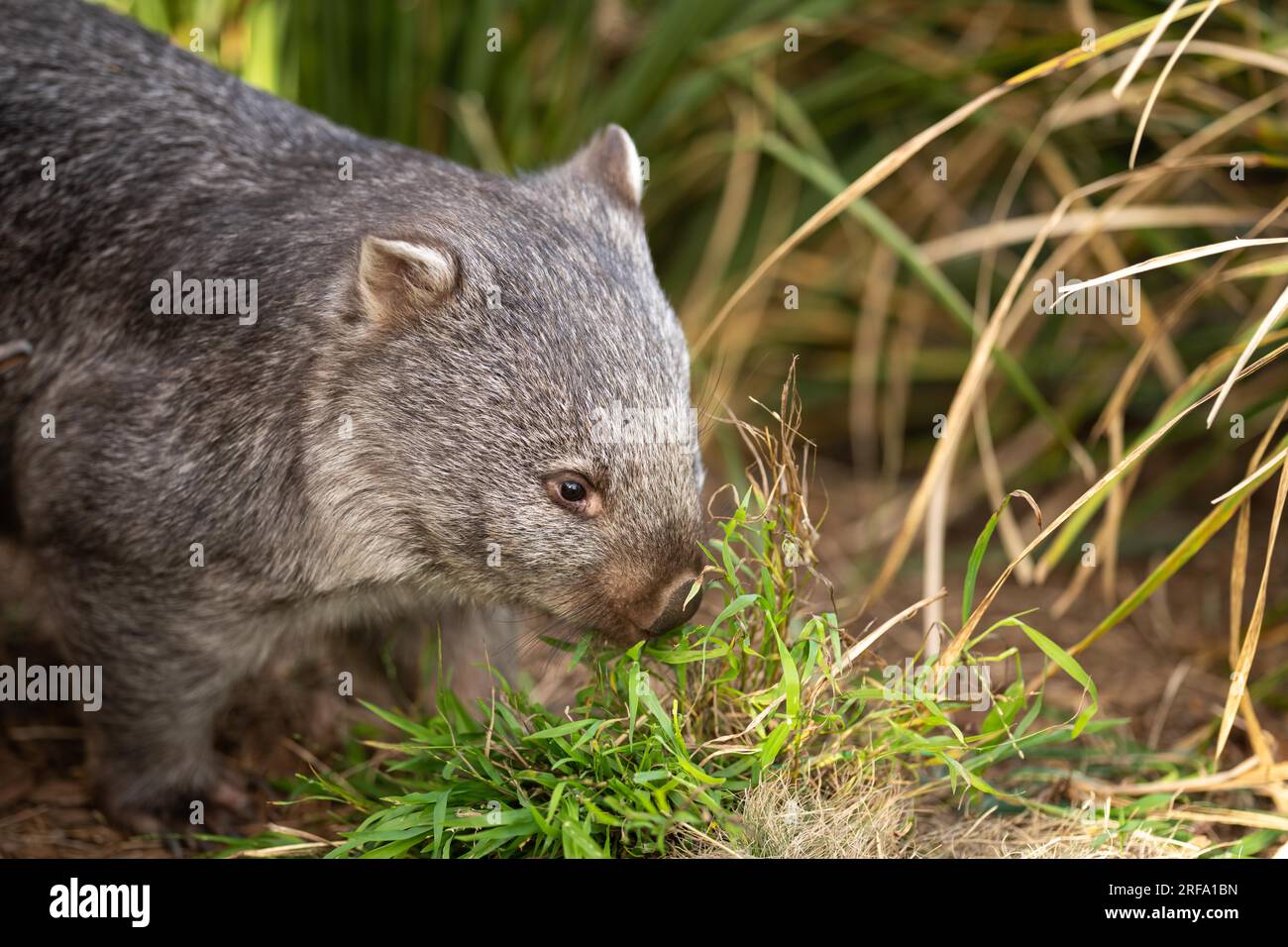 Beautiful wombat in the Australian bush, in a tasmanian park ...