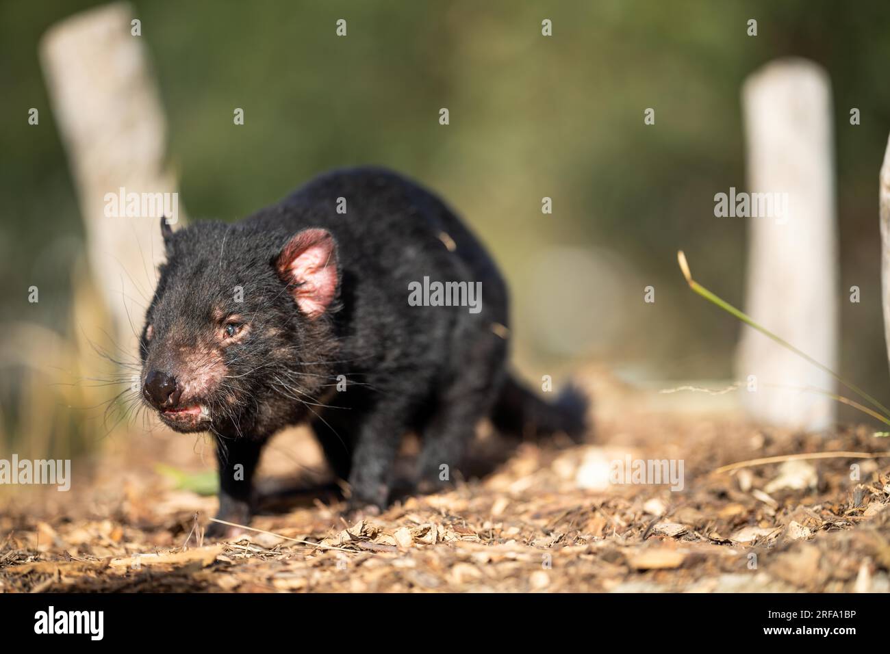 Beautiful tasmanian devil in the Tasmanian bush. Australian wildlife in ...