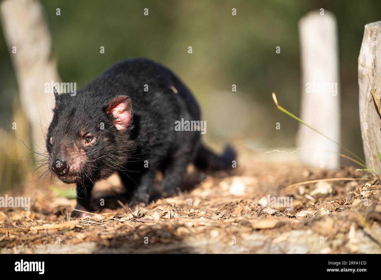 Beautiful tasmanian devil in the Tasmanian bush. Australian wildlife in ...