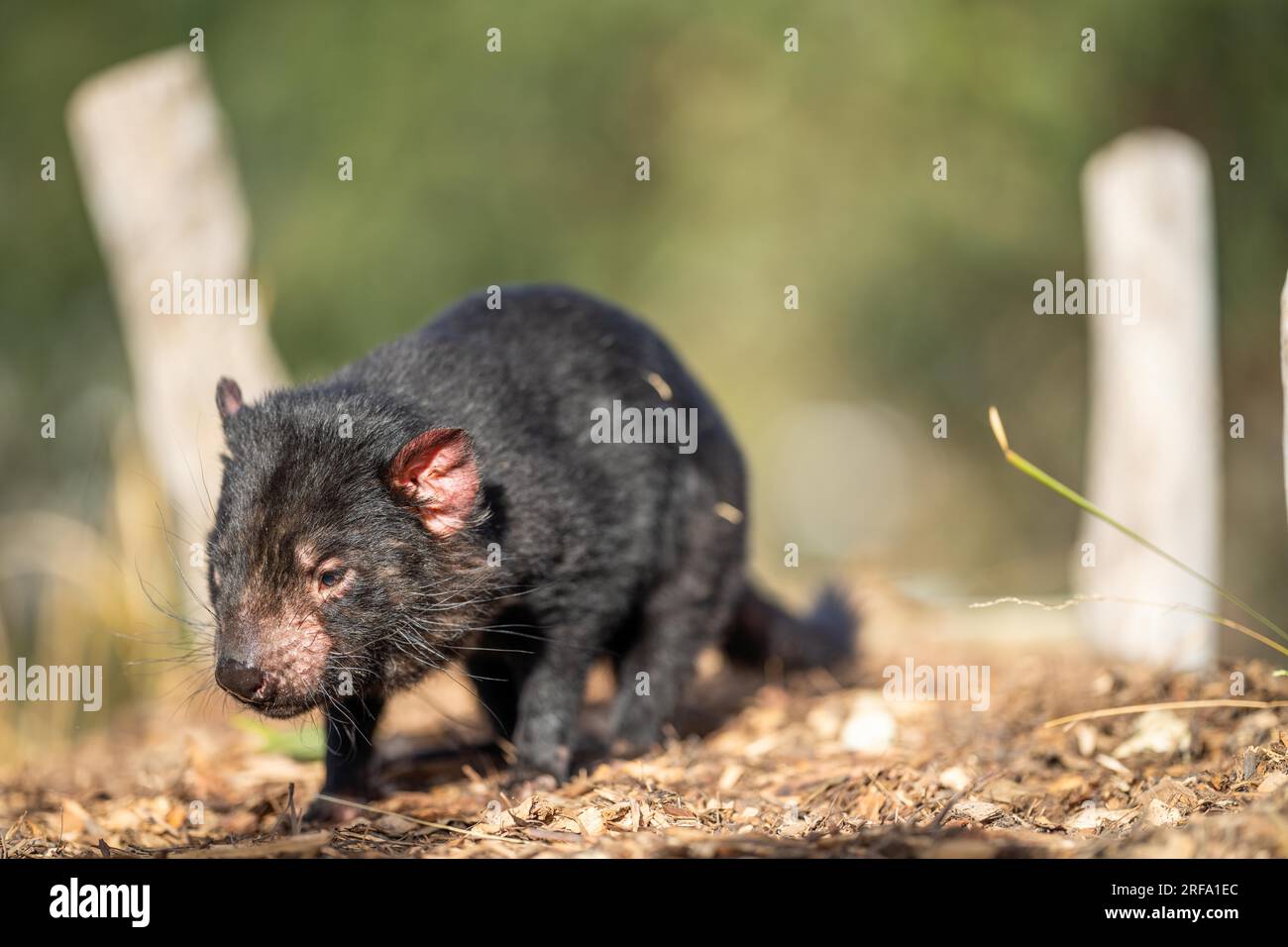 Beautiful tasmanian devil in the Tasmanian bush. Australian wildlife in ...