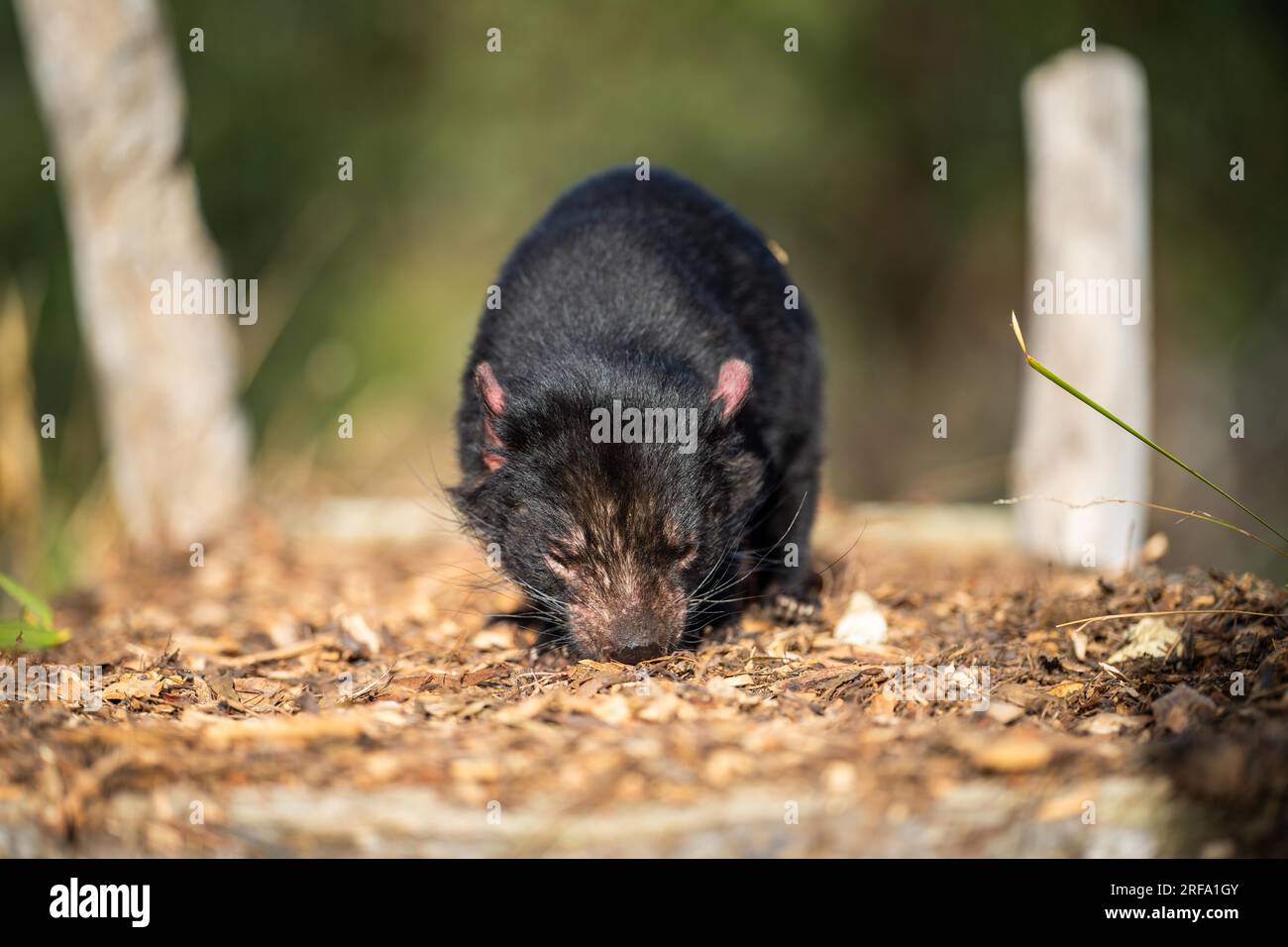 Beautiful tasmanian devil in the Tasmanian bush. Australian wildlife in ...