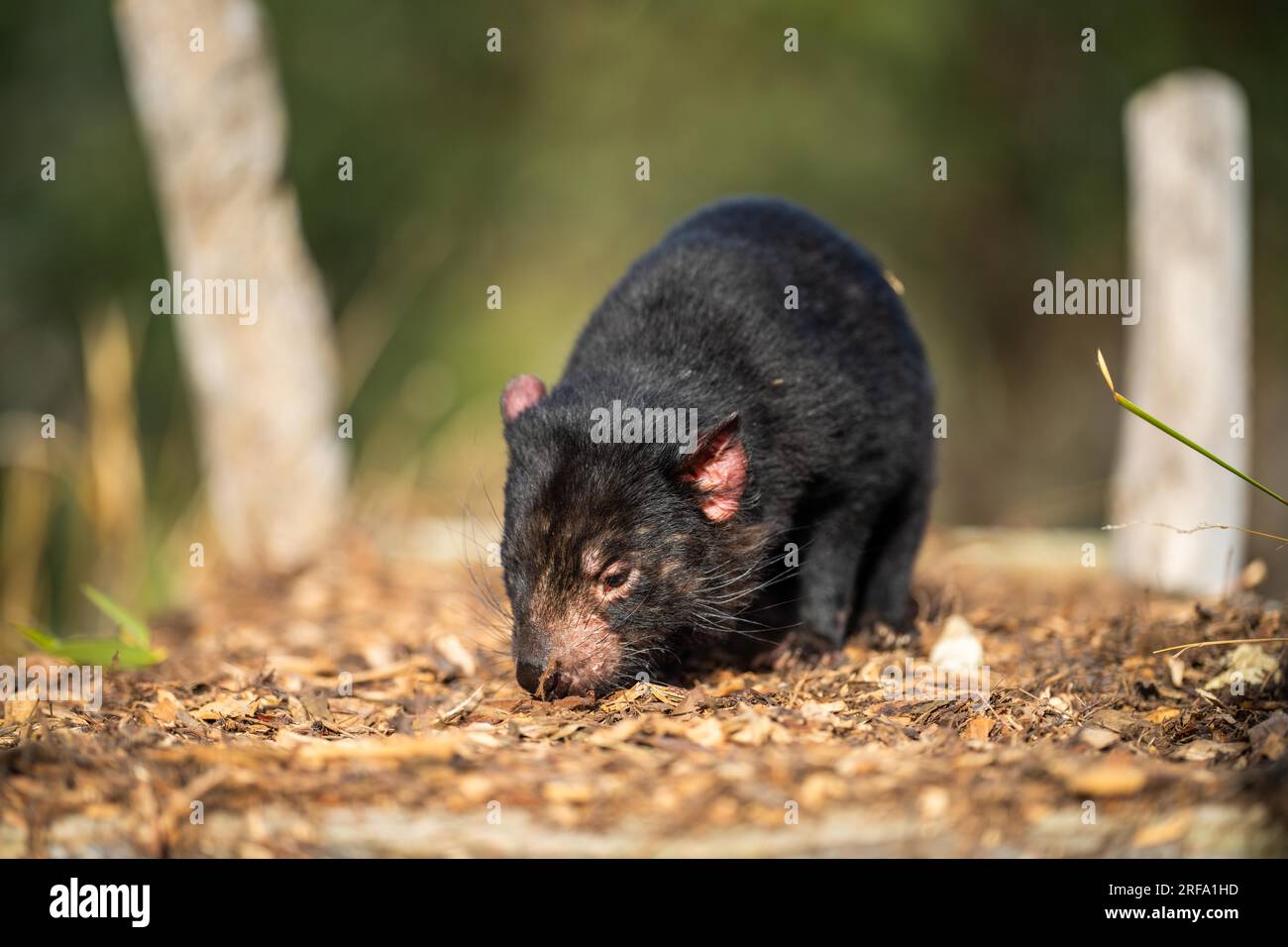 Beautiful tasmanian devil in the Tasmanian bush. Australian wildlife in ...