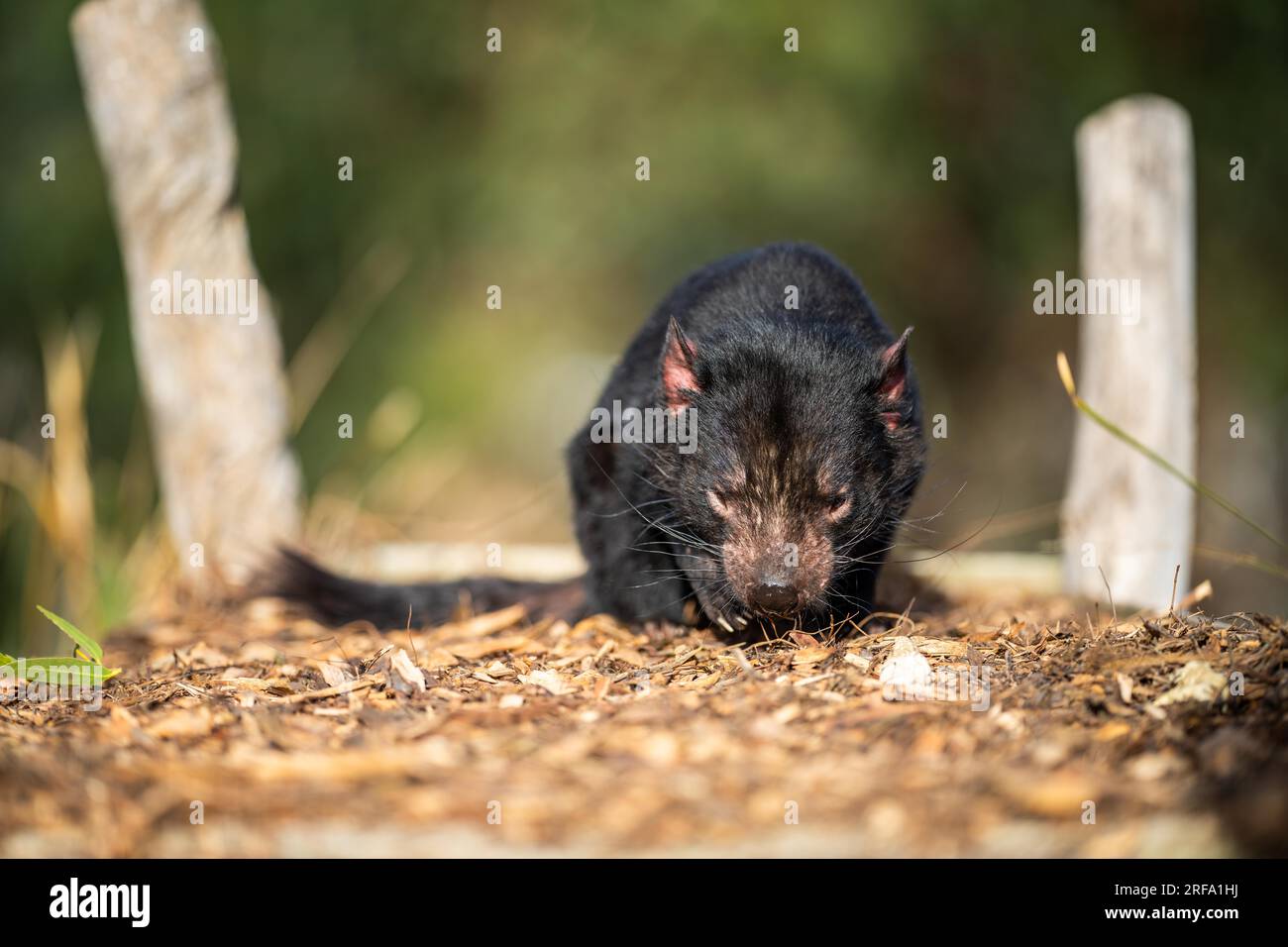 Beautiful tasmanian devil in the Tasmanian bush. Australian wildlife in ...
