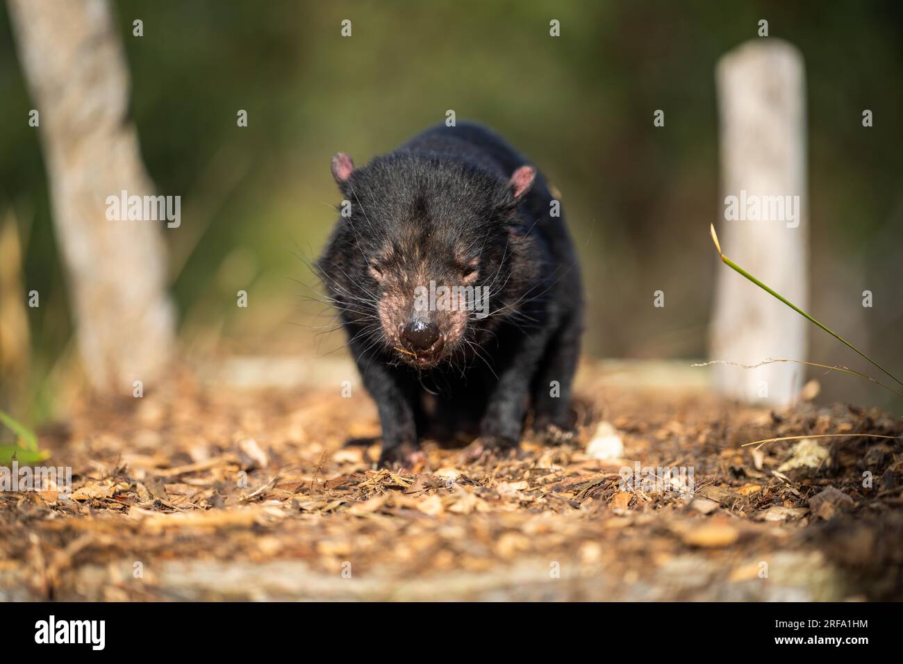 Beautiful tasmanian devil in the Tasmanian bush. Australian wildlife in ...