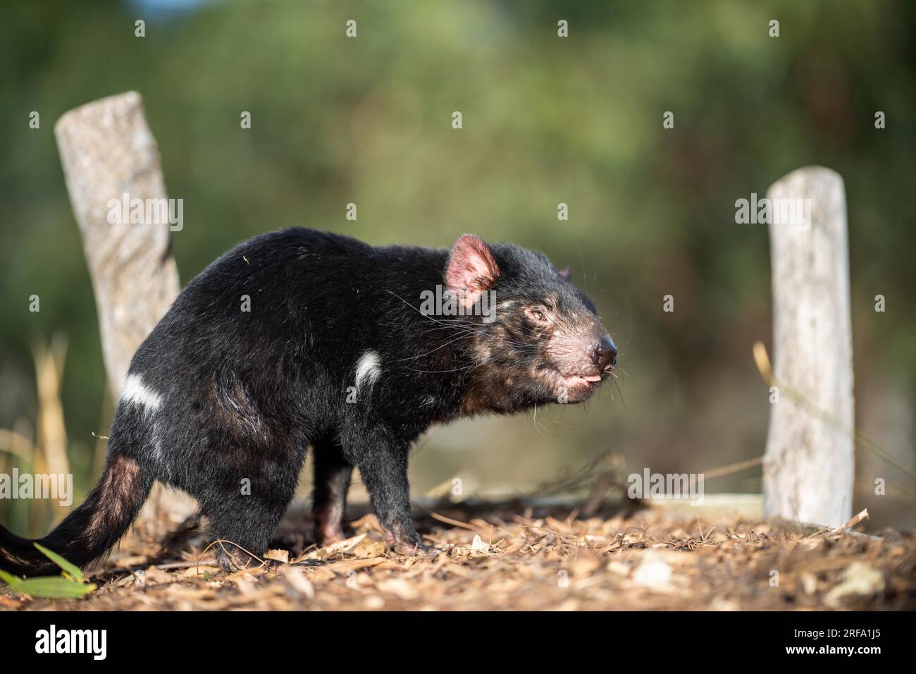 Beautiful tasmanian devil in the Tasmanian bush. Australian wildlife in ...