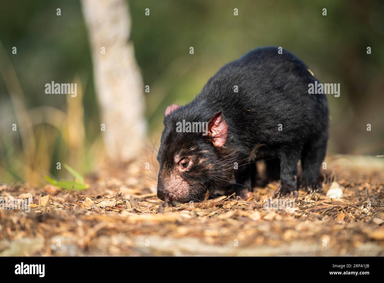 Beautiful tasmanian devil in the Tasmanian bush. Australian wildlife in ...