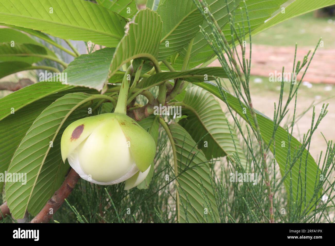 Dillenia indica hi-res stock photography and images - Alamy