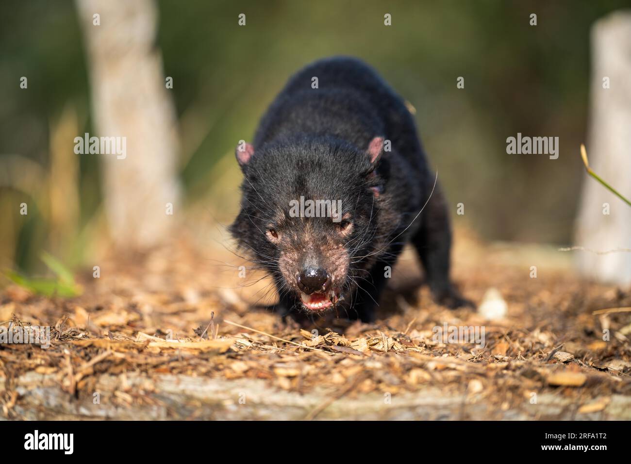 Beautiful tasmanian devil in the Tasmanian bush. Australian wildlife in ...