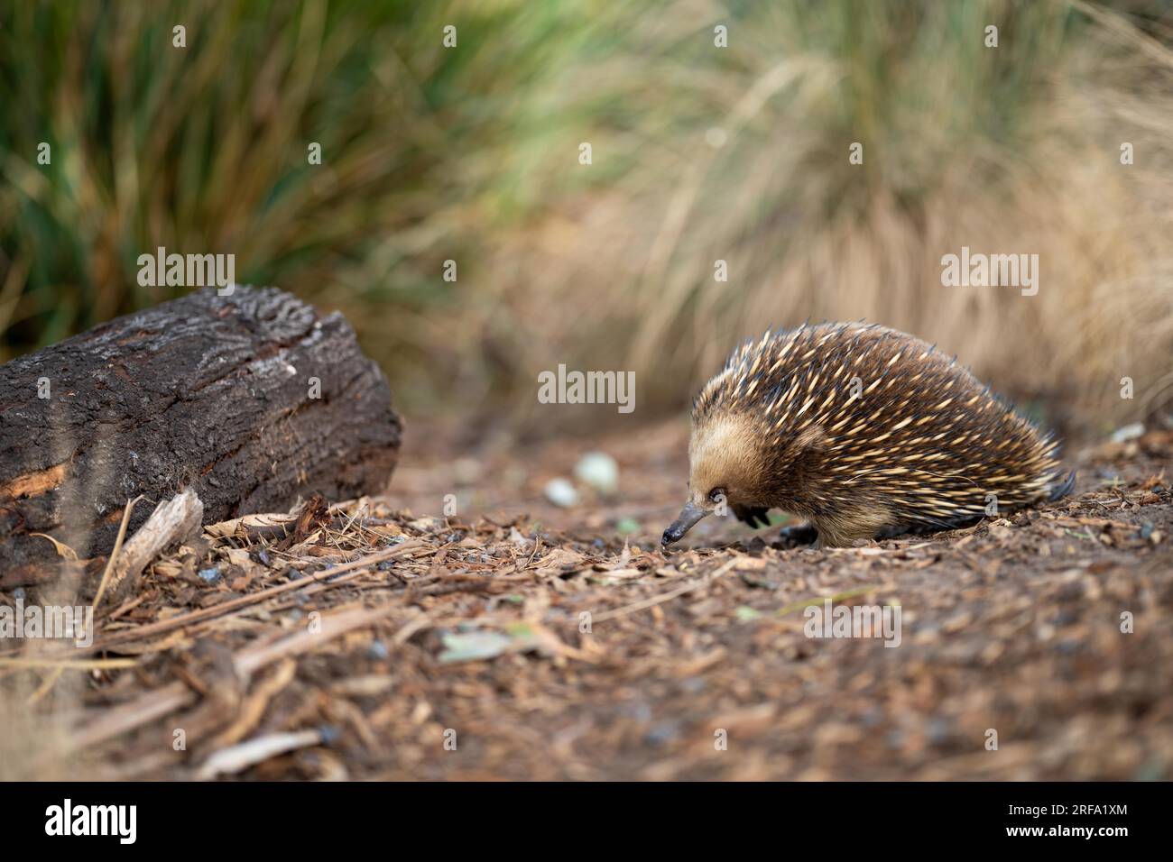 Beautiful echidna in the Australian bush, in the tasmanian outback ...