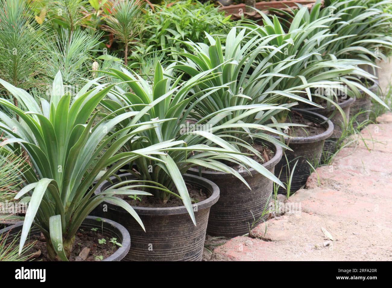 Hala plant hi-res stock photography and images - Alamy