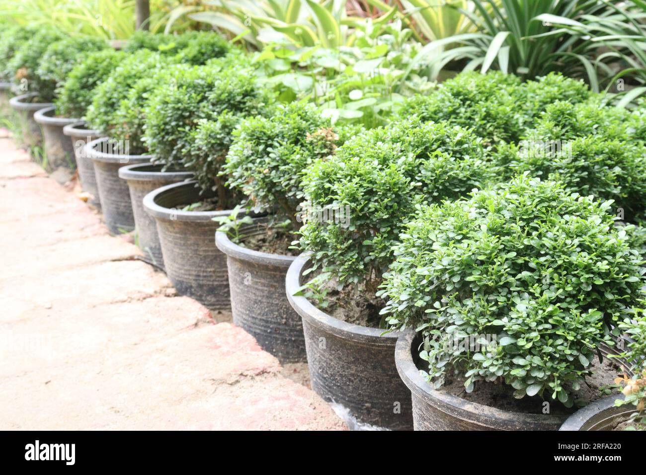 Aglaia duperreana tree plant on pot in farm for harvest are cash crops ...