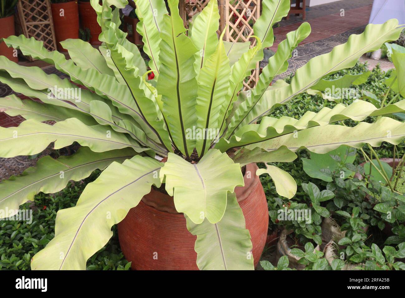 Asplenium nidus leaf plant also called Bird's-nest fern on pot in farm ...