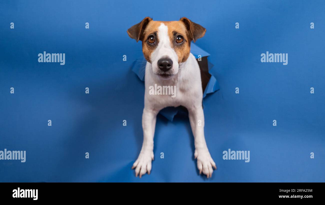 Jack russell terrier climbs hi-res stock photography and images - Alamy