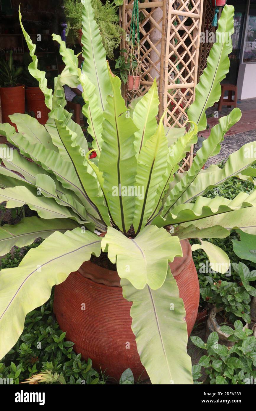 Asplenium nidus leaf plant also called Bird's-nest fern on pot in farm ...