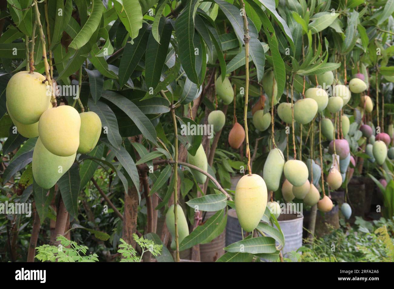 Red ivory mango hi-res stock photography and images - Alamy