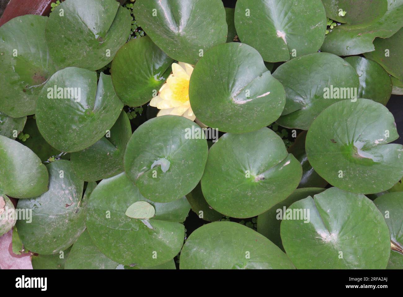 Kawakone kohone hana word hi-res stock photography and images - Alamy