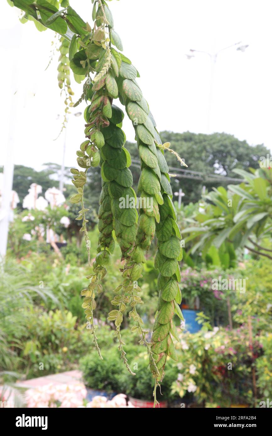 Phyllodium pulchellum flower plant on farm for harvest are cash crops ...