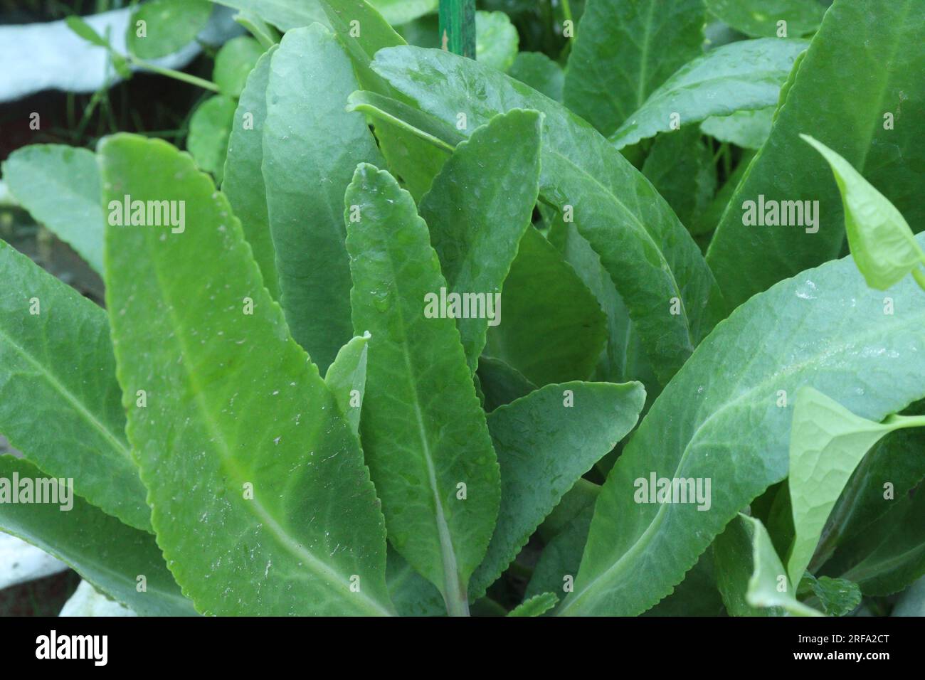 menthe coq flower plant on farm for harvest are cash crops Stock Photo ...