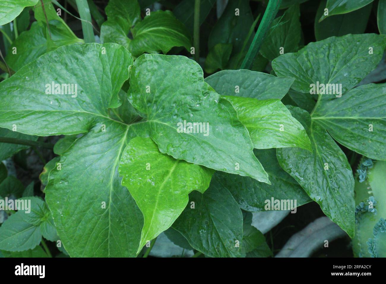 Typhonium trilobatum also called Bengal Arum plant on farm for harvest ...