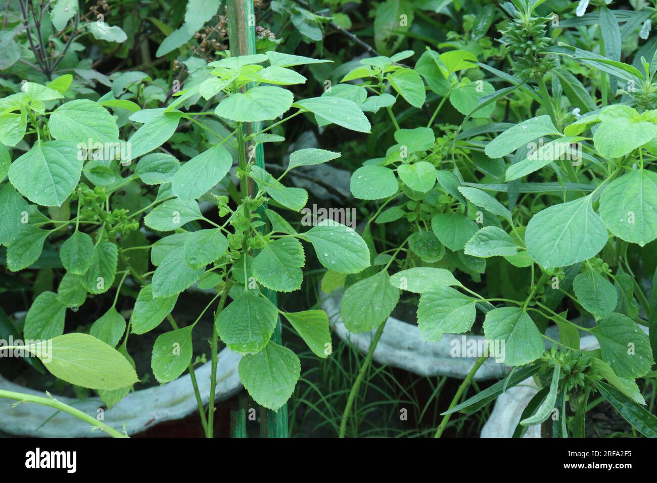 Acalypha indica tree plant on pot in nursery for harvest Stock Photo ...