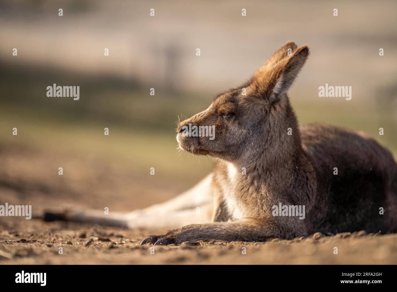 close up of a Beautiful kangaroo in the nsw Australian bush. Australian ...