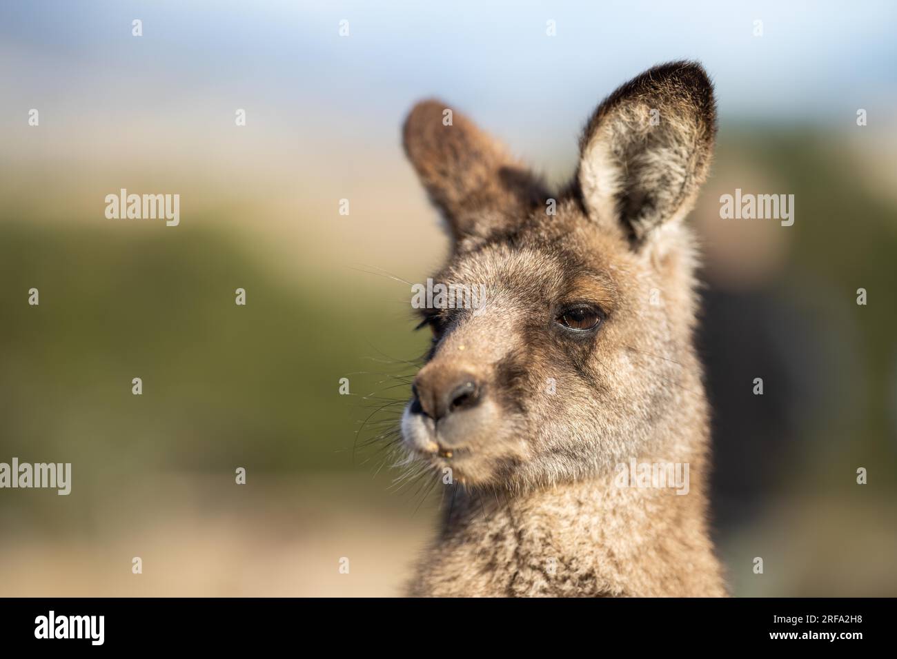 close up of a Beautiful kangaroo in the nsw Australian bush. Australian ...