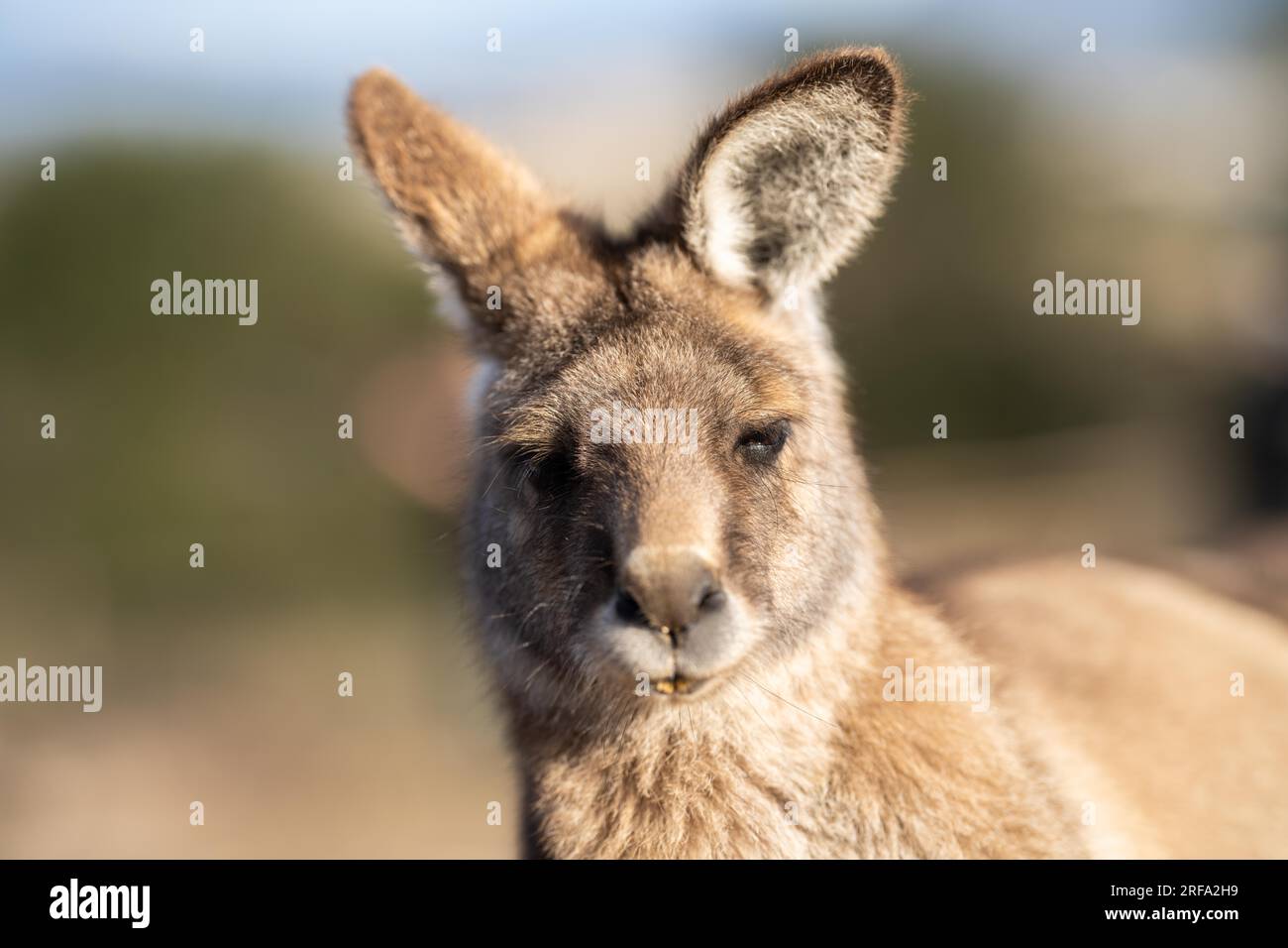 close up of a Beautiful kangaroo in the nsw Australian bush. Australian ...