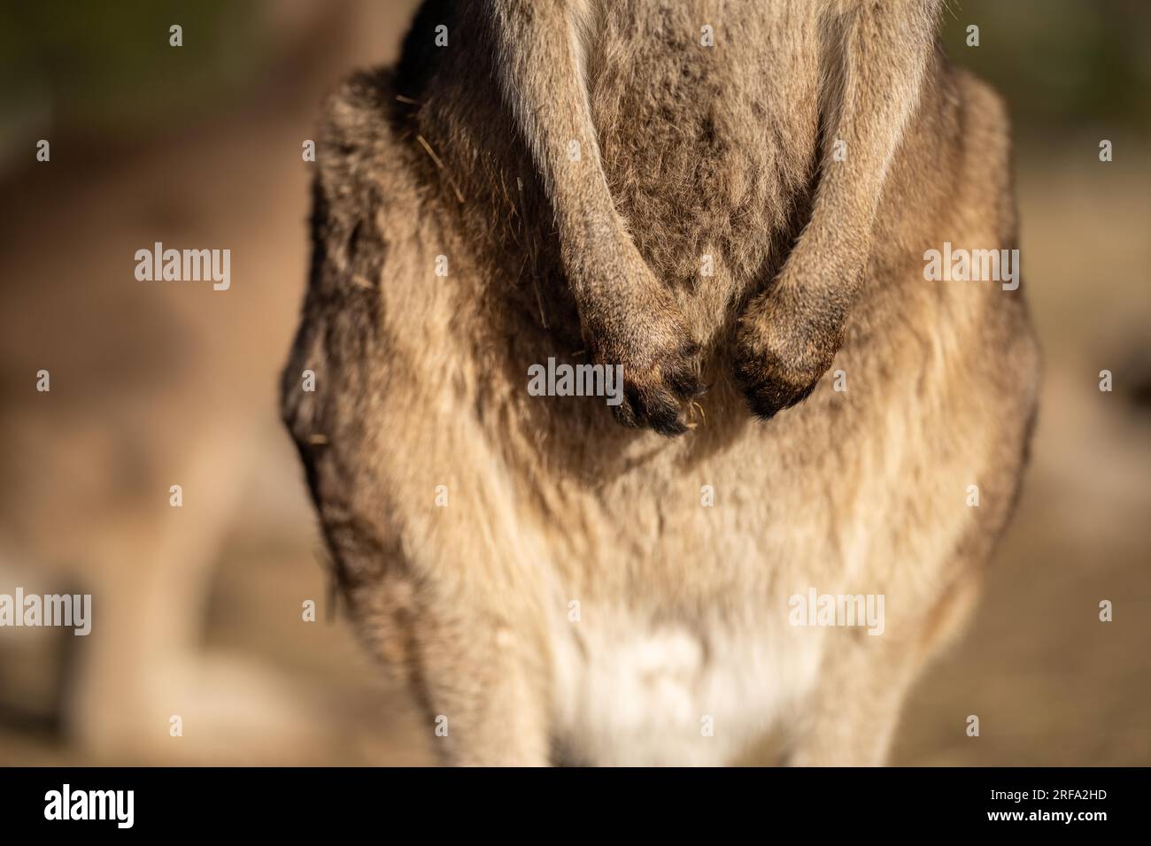 close up of a Beautiful kangaroo in the nsw Australian bush. Australian ...