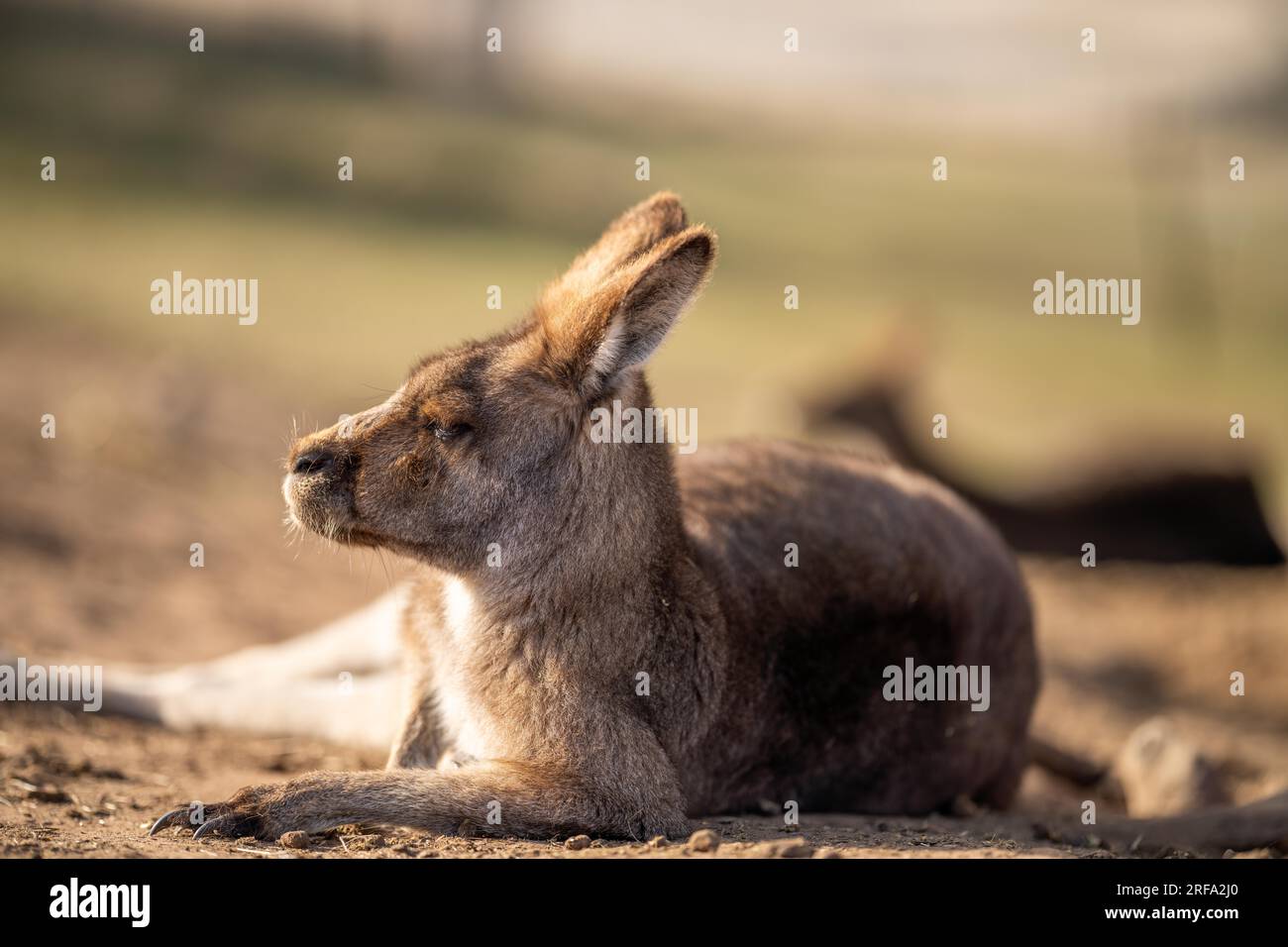 close up of a Beautiful kangaroo in the nsw Australian bush. Australian ...